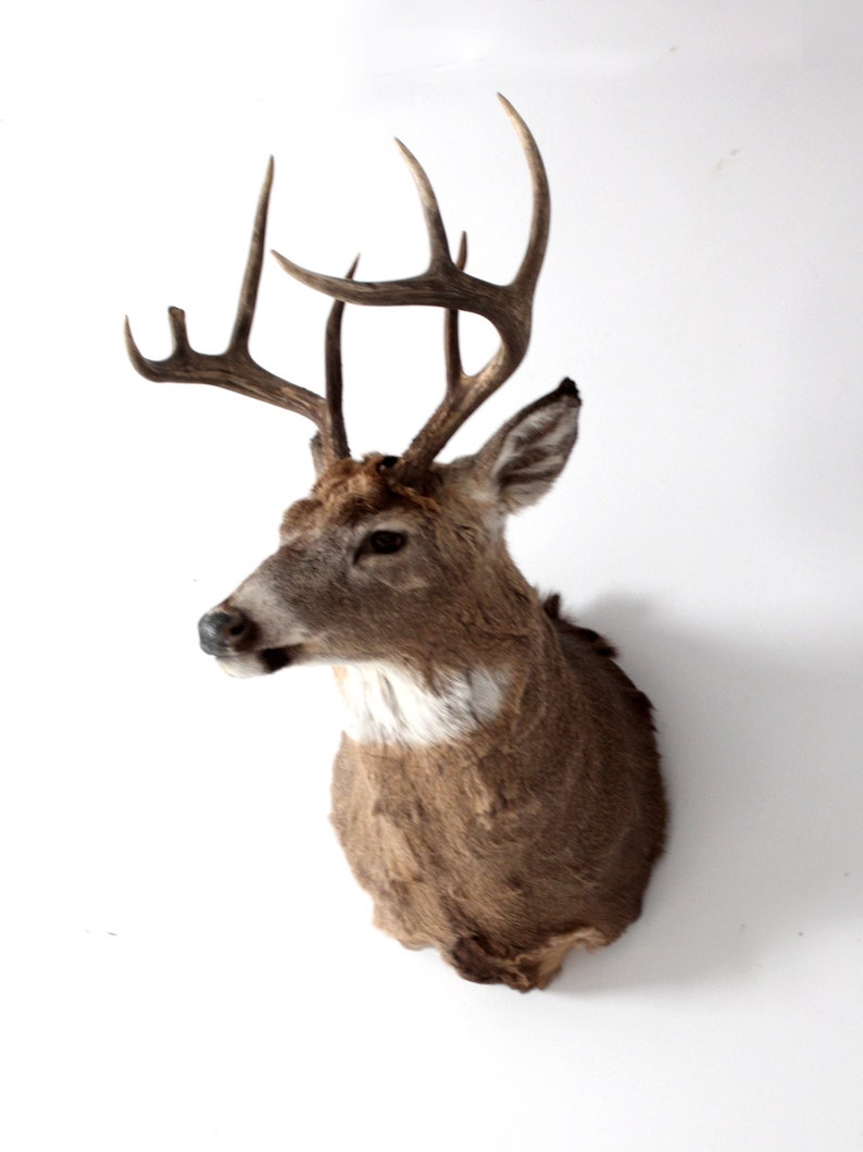 Antique Deer Mount, Stag Head Taxidermy - Etsy