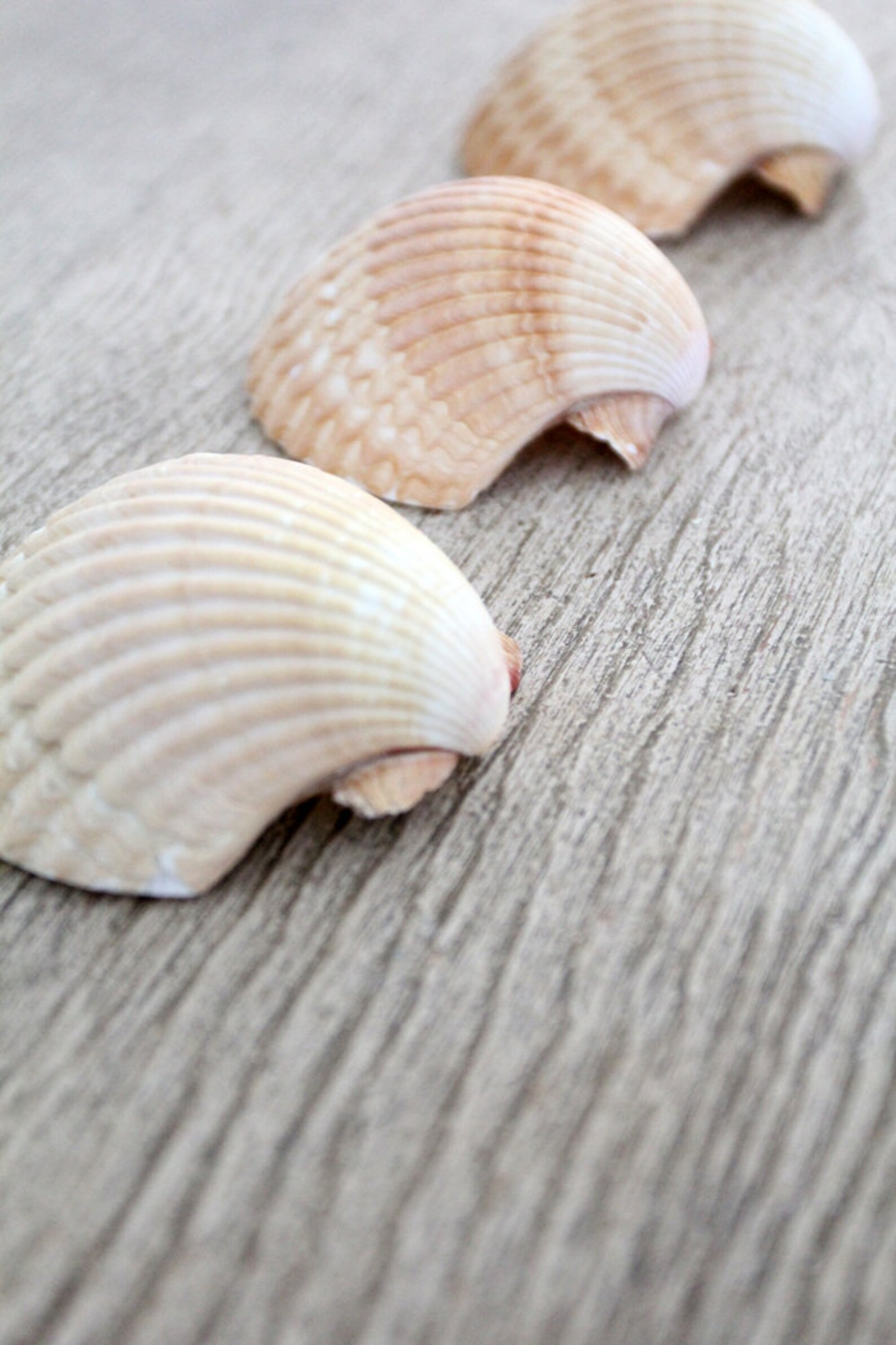 Vintage Seashells Set, Mexican Cup Shells, Table Decor Set/3 - Etsy