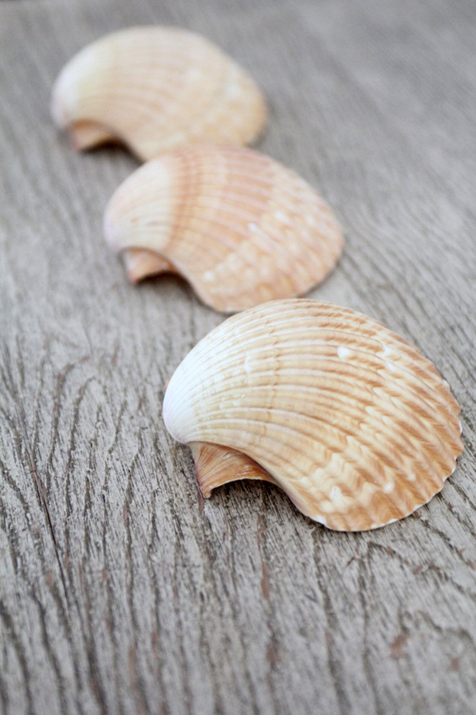 Vintage Seashells Set, Mexican Cup Shells, Table Decor Set/3 - Etsy
