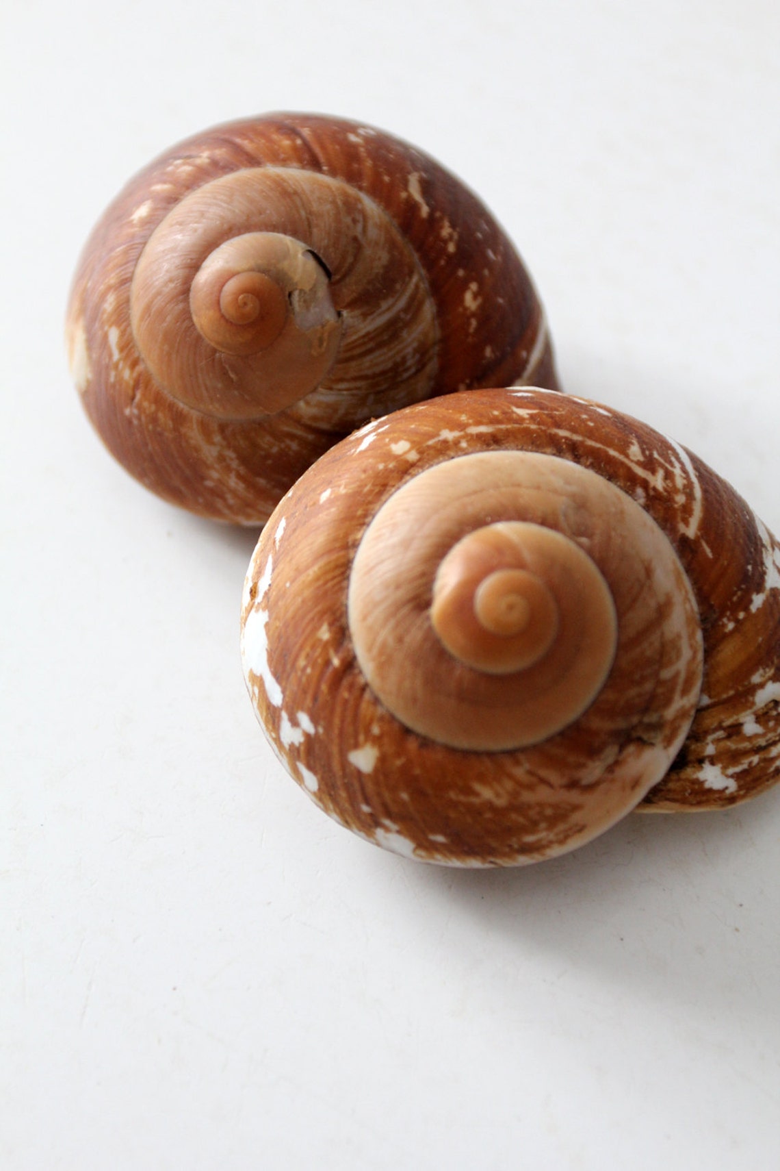 Vintage Large Snail Shells Brown Sea Shells Beach House | Etsy