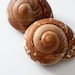 Vintage Large Snail Shells, Brown Sea Shells, Beach House Decor - Etsy