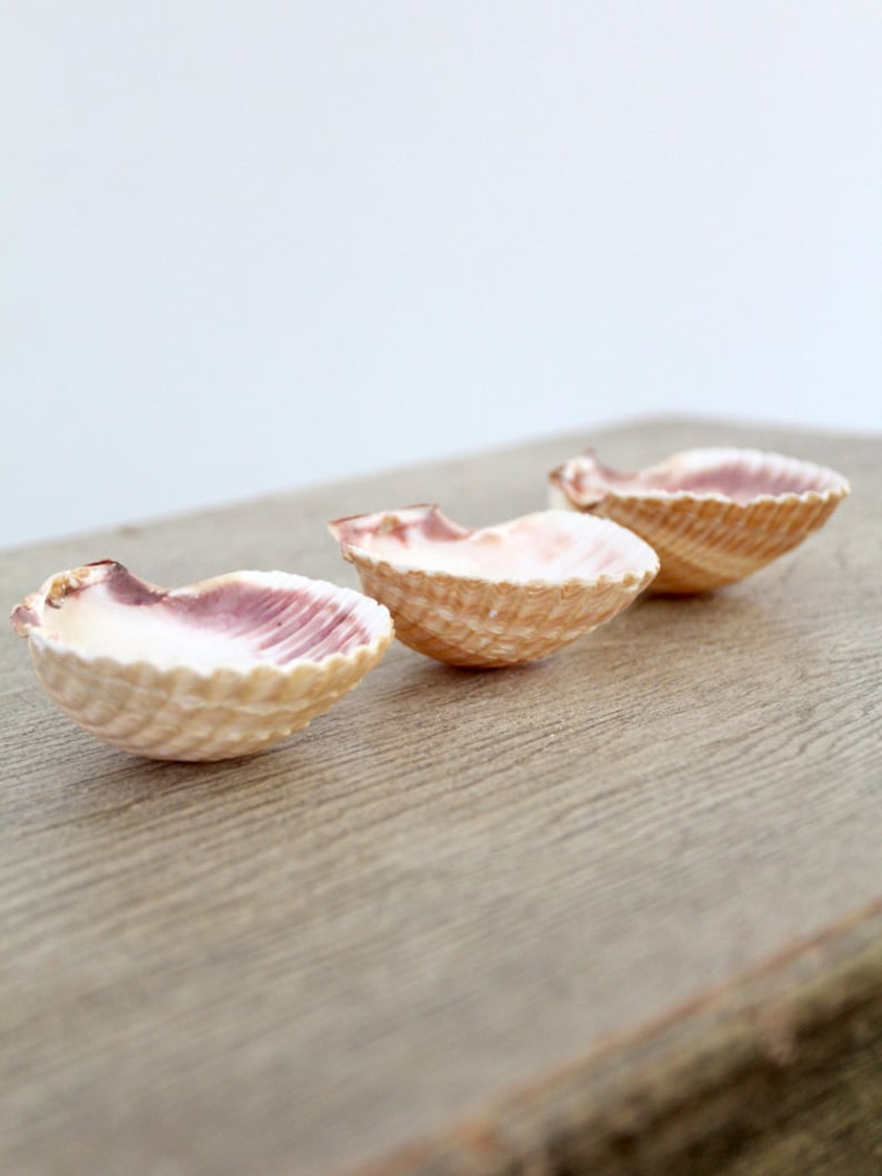 Vintage Seashells Set, Mexican Cup Shells, Table Decor Set/3 - Etsy