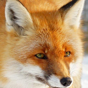 Fox Eyes Printable – Realistic Animal Eyes for Dolls, Plush Toys, Slit ...