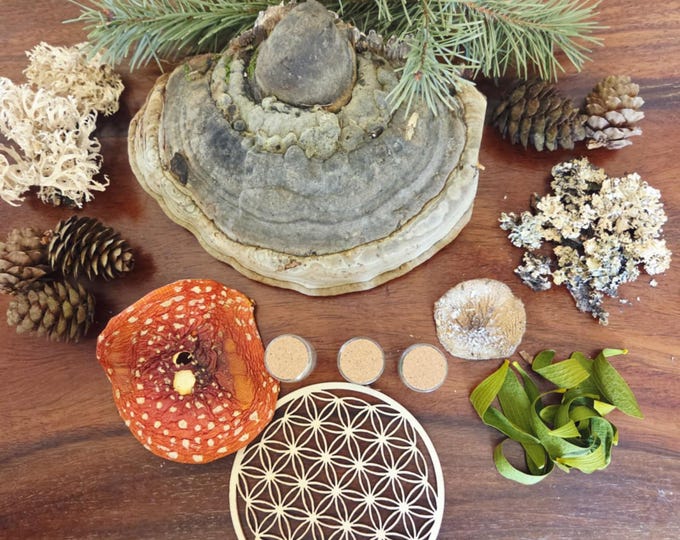 Tinder Fungus Tree Fungus Arrangement Craft Decoration Christmas Autumn ...