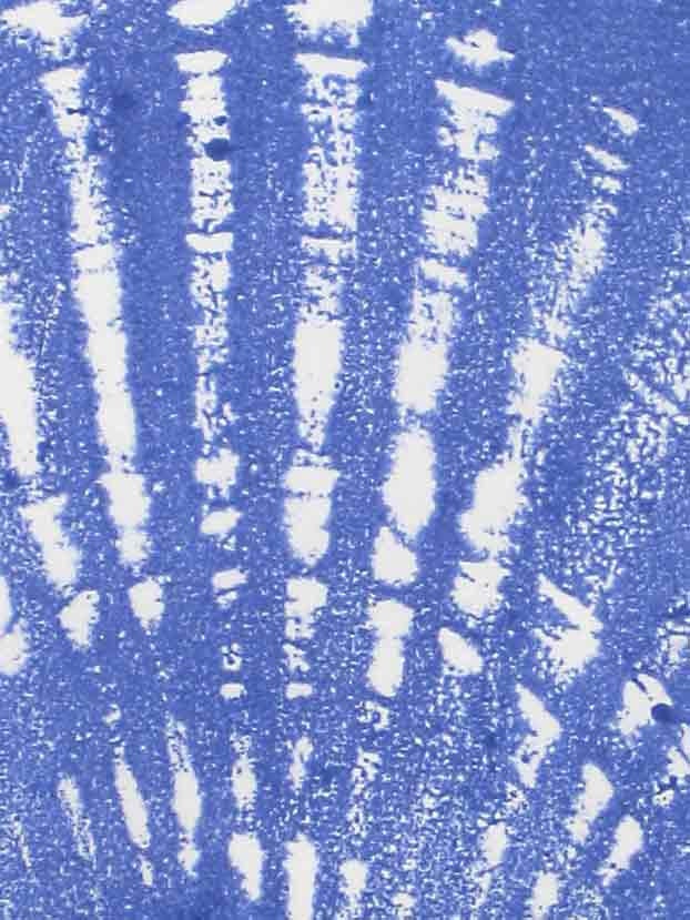 Giant Scallop Shell Print, 11 X 14, Original Nature Relief Print ...