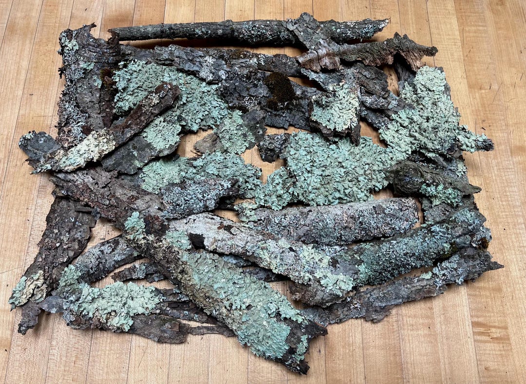Lichen Bark for Crafts, Terrariums, Fairy Houses, Photo Shoots ...