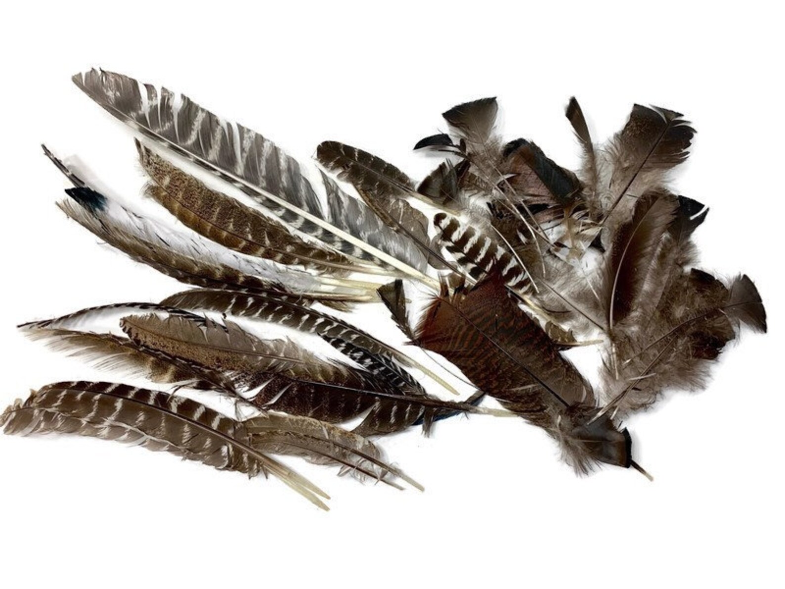 Wild Turkey Feathers Collection Set of 35 Large and Small | Etsy