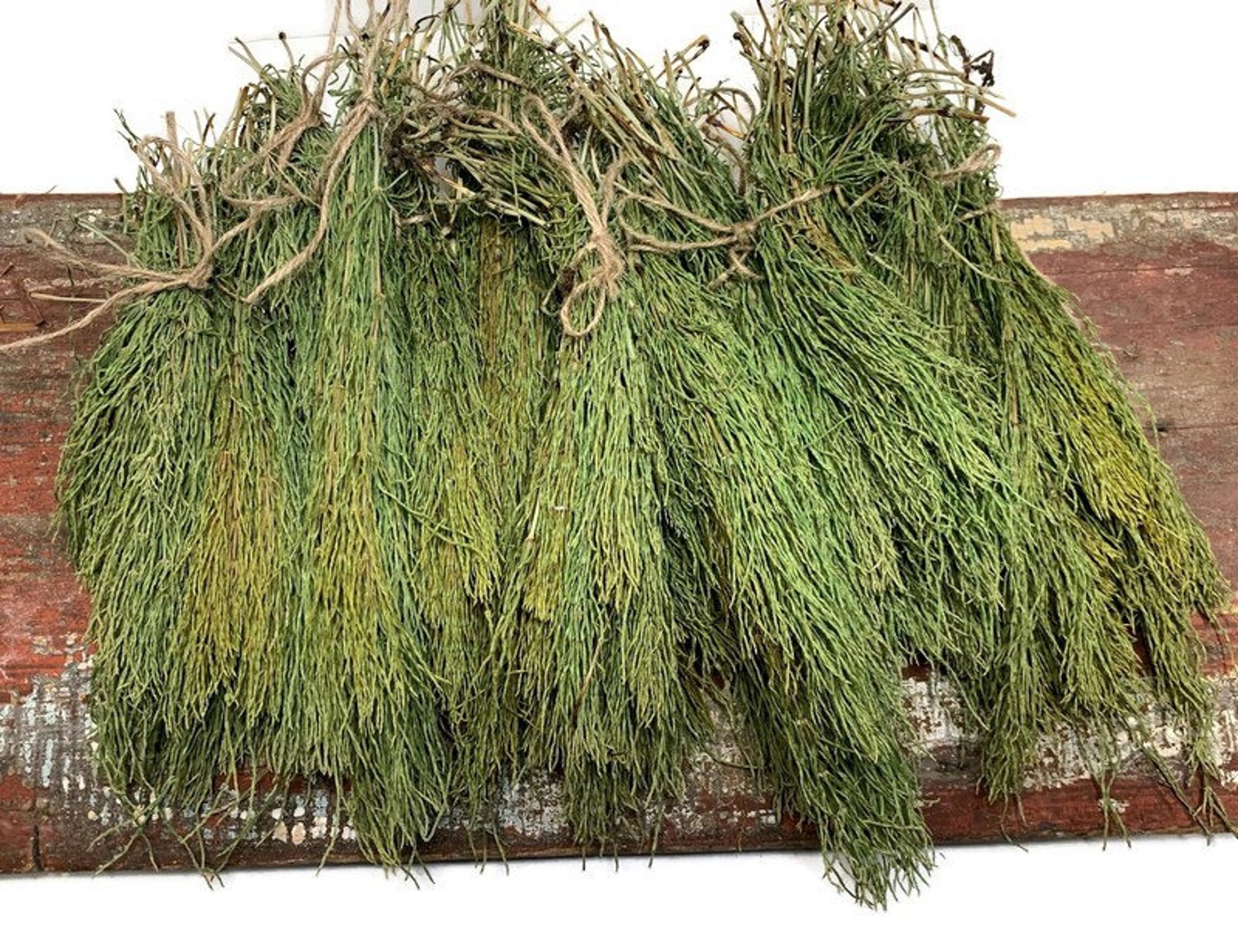 Dried Horsetail Herb Equisetum Arvense Shavegrass 3 Oz 56 - Etsy