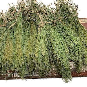 Dried Horsetail Herb Equisetum Arvense Shavegrass 3 Oz 56 - Etsy