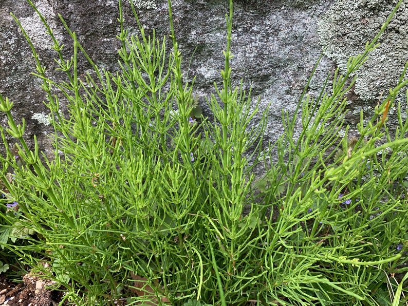 Dried Horsetail Herb Equisetum Arvense Shavegrass 3 Oz 56 - Etsy