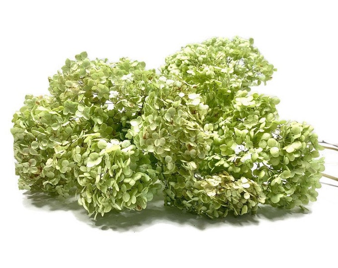 Dried Green Hydrangea Bouquet for Flower Arrangements, 8 Stems ...