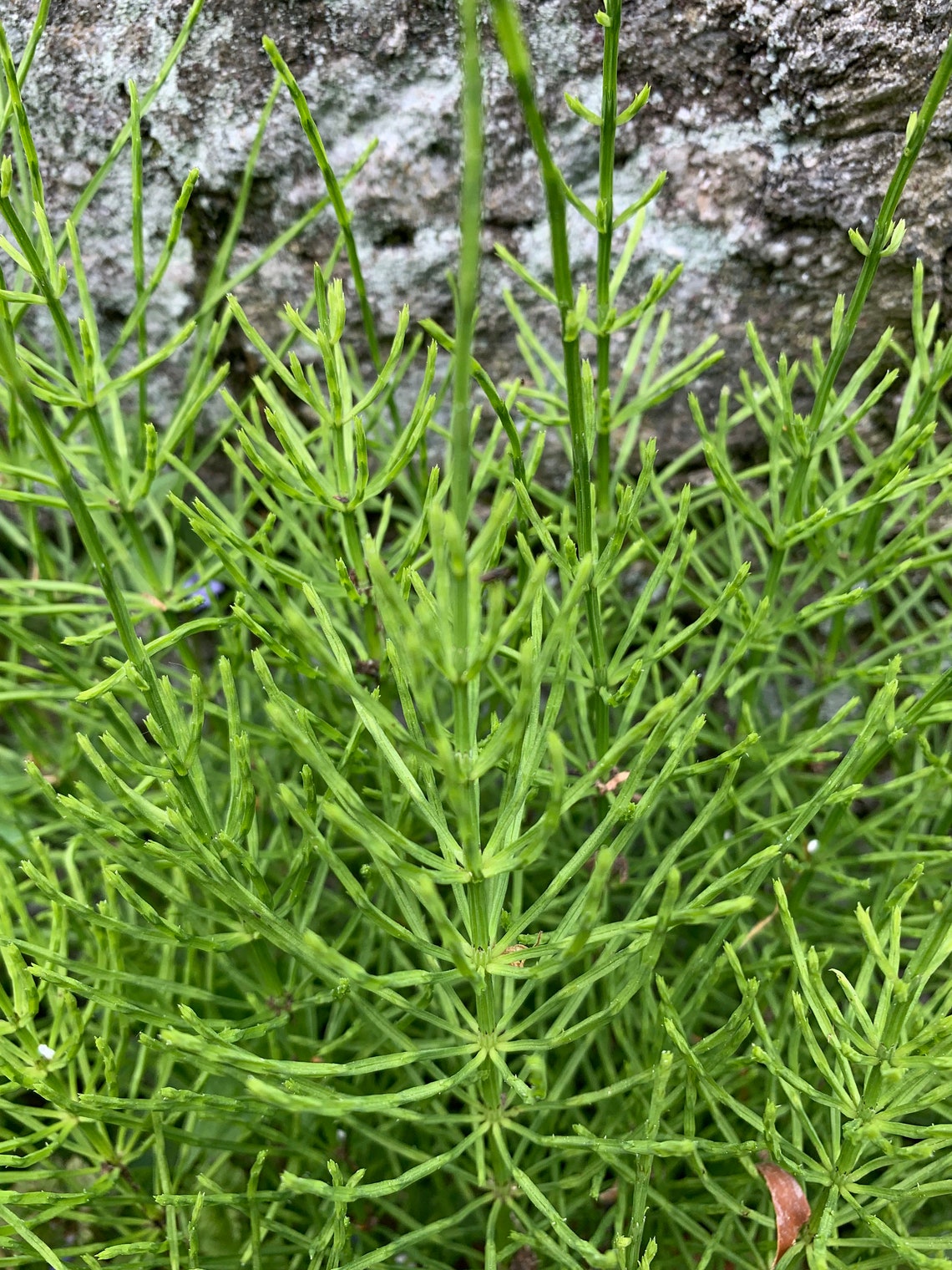 Dried Horsetail Herb Equisetum Arvense Shavegrass 3 Oz 56 - Etsy