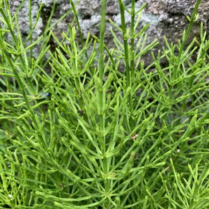 Dried Horsetail Herb Equisetum Arvense Shavegrass 3 Oz 56 - Etsy