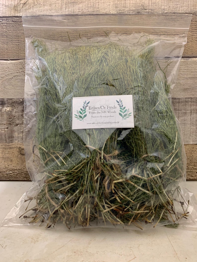 Dried Horsetail Herb Equisetum Arvense Shavegrass 3 Oz 56 - Etsy