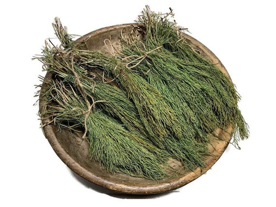 Dried Horsetail Herb Equisetum Arvense Shavegrass 3 Oz 56 - Etsy