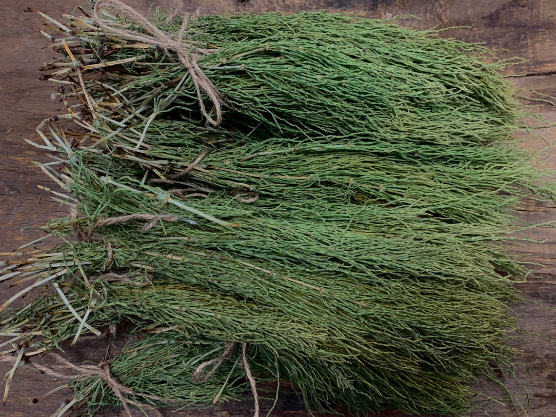 Dried Horsetail Herb Equisetum Arvense Shavegrass 3 Oz 56 - Etsy