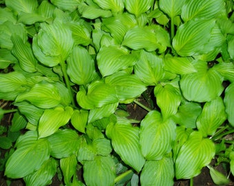 Sparkle Plenty - Etsy