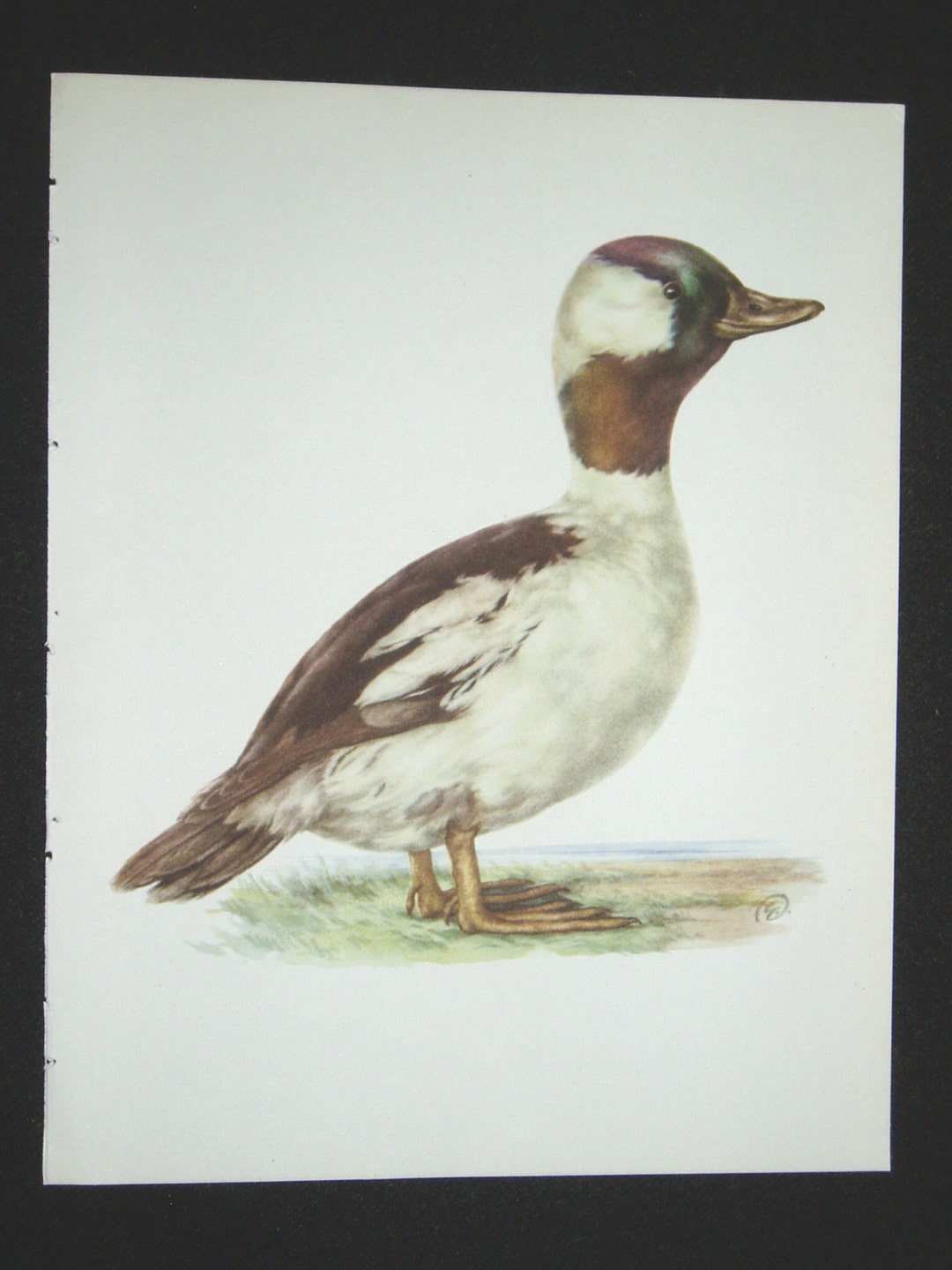Bird Print Buffel Headed Duck Bucephala Albeola 1962 Book - Etsy