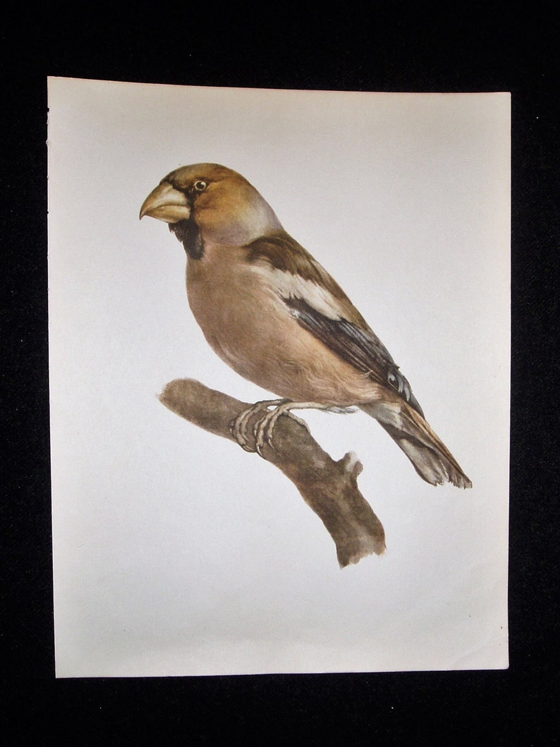 Bird Print Hawfinch Coccothraustes 1962 Book Plate - Etsy