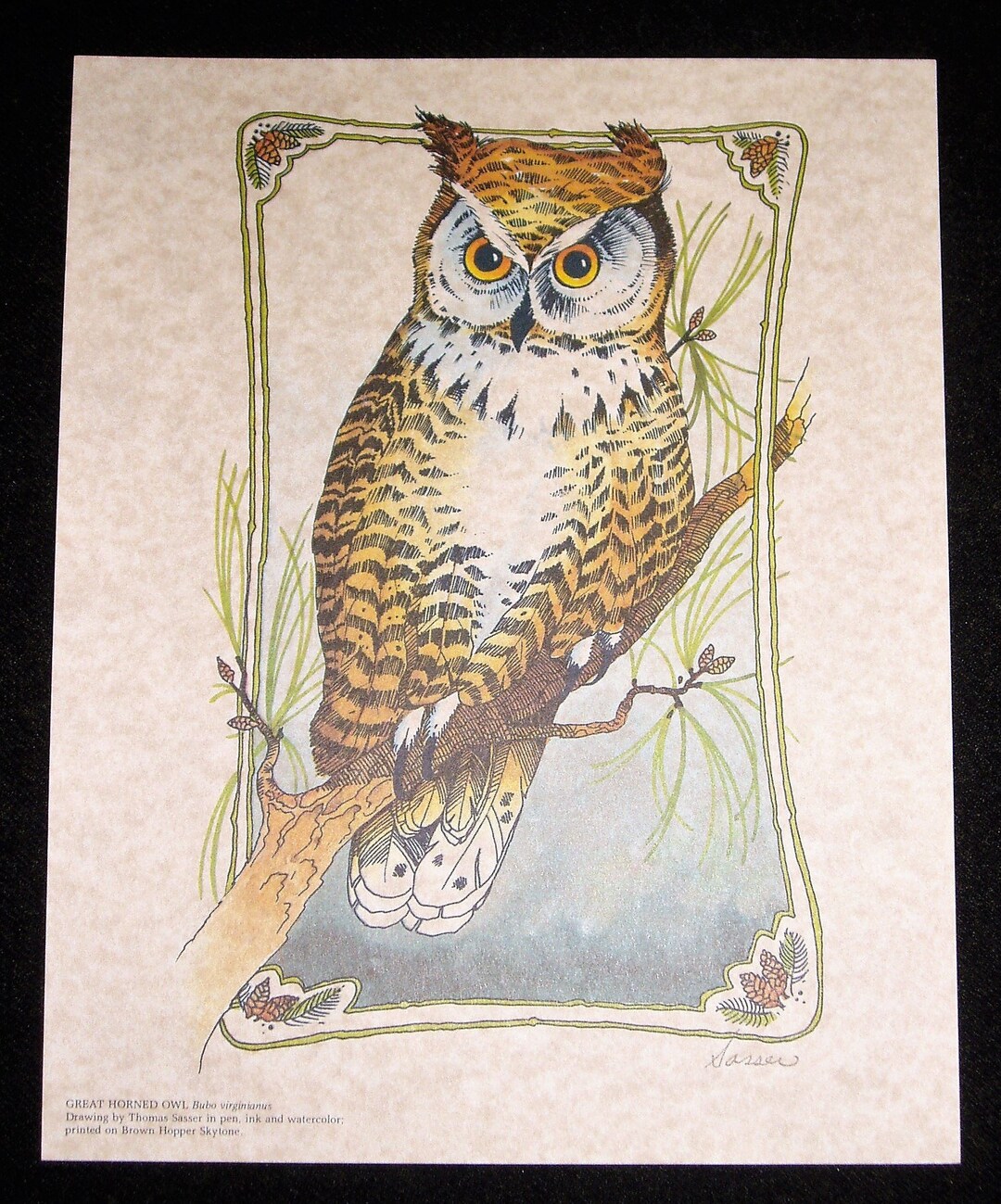 Thomas Sasser Bird Print, Great Horned Owl, 8 X 10 - Etsy UK