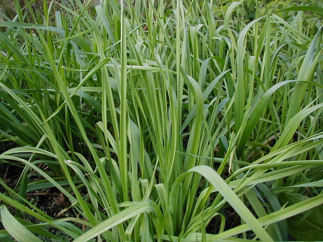 Italian Silverskin Garlic Plants X 100, Classic Italian Flavor ...