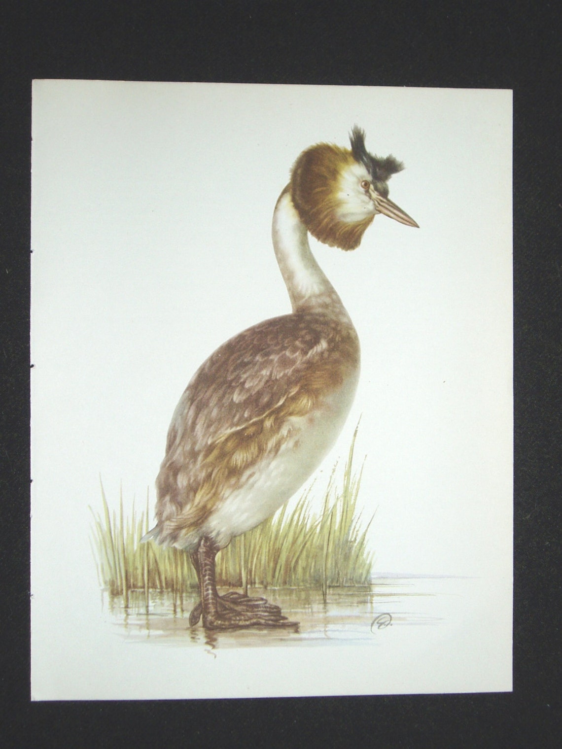 Bird Print Great Crested Grebe Podiceps Cristatus 1962 Book | Etsy