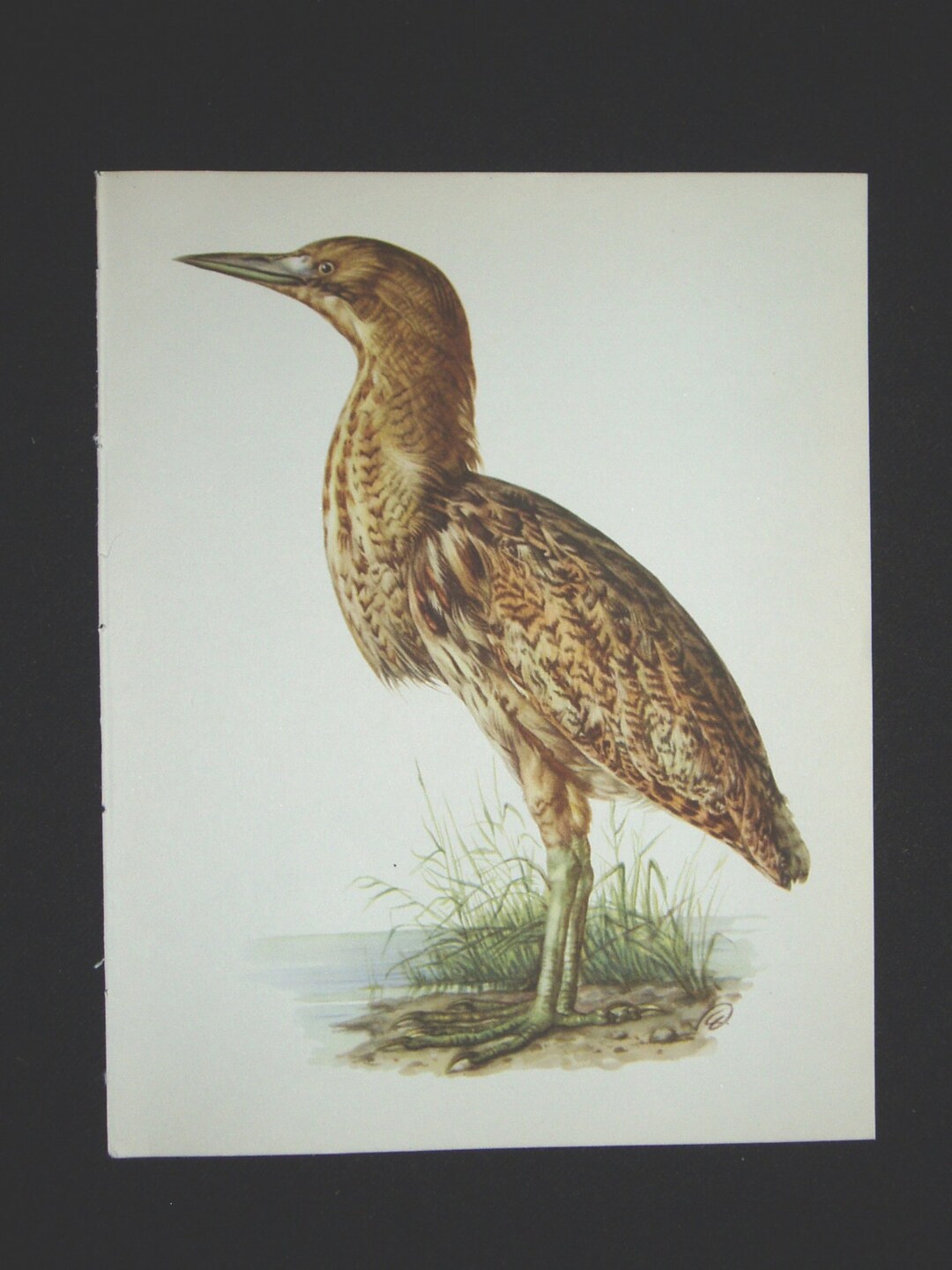 Bird Print Bittern Botaurus Stellaris 1962 Book Plate - Etsy