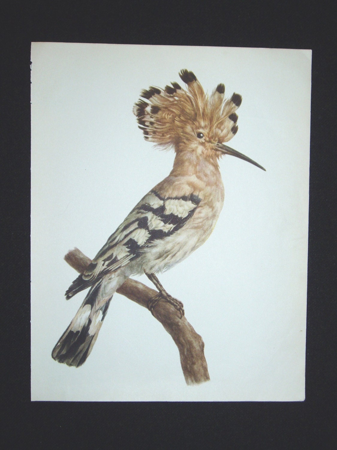Bird Print Hoopoe Upupa Epops 1962 Book Plate Demartini | Etsy