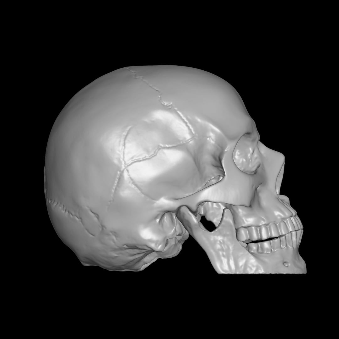 3D Scanned Real Human Skull STL File for 3D Printing - Etsy UK
