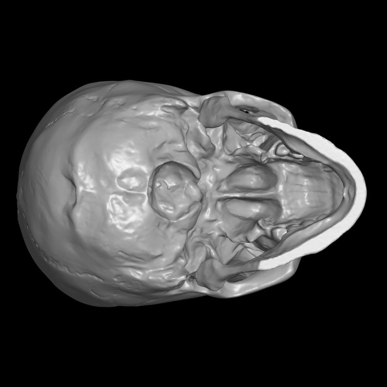 3D Scanned Real Human Skull STL File for 3D Printing - Etsy UK