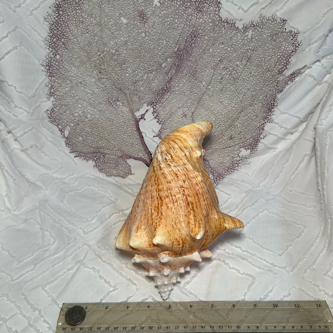 Queen Conch - Home Decor - Conch Shell Display - Natural Conch Shell - Etsy
