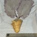 Queen Conch - Beach Home Decor - Conch Shell Display - Natural Conch ...