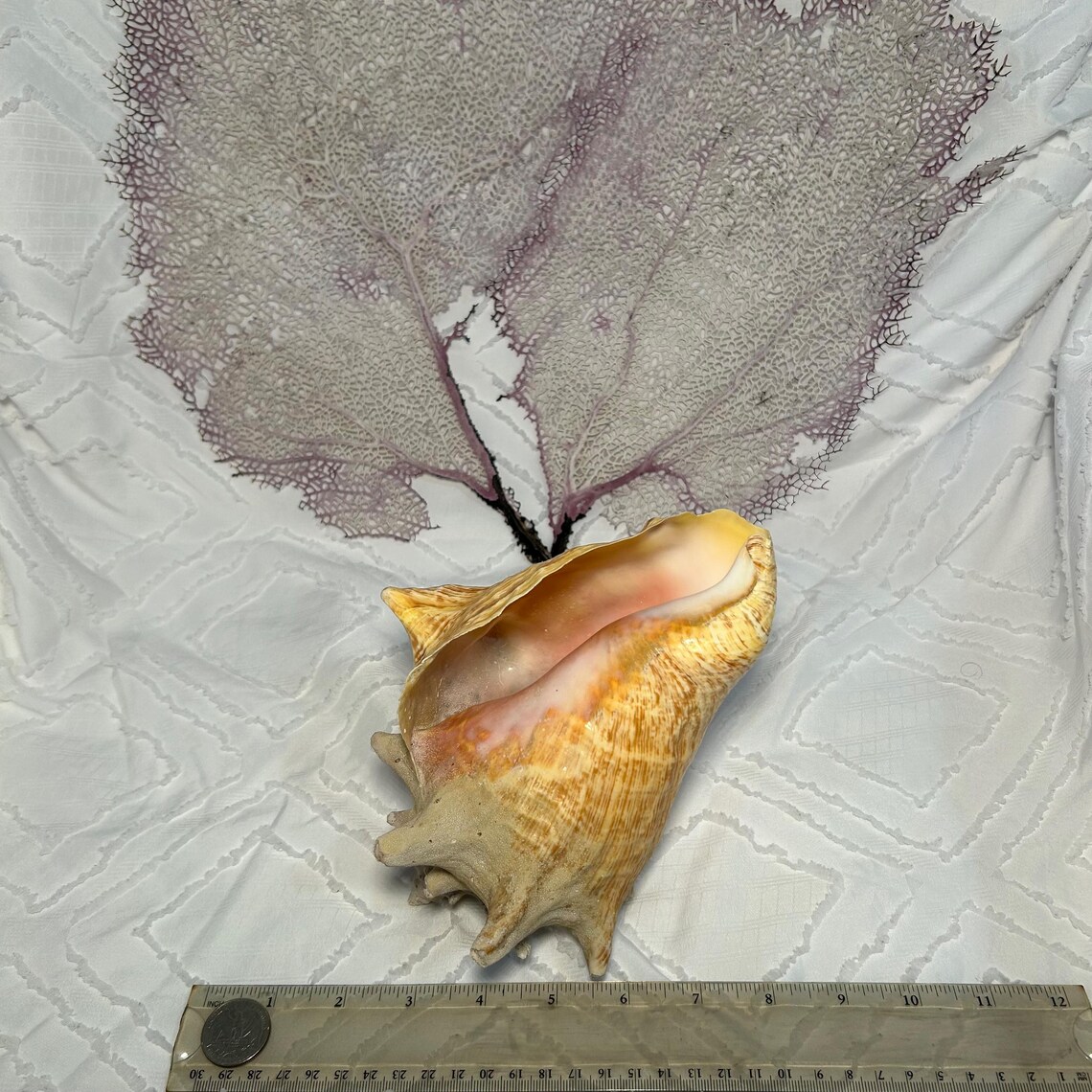 Queen Conch - Beach Home Decor - Conch Shell Display - Natural Conch ...