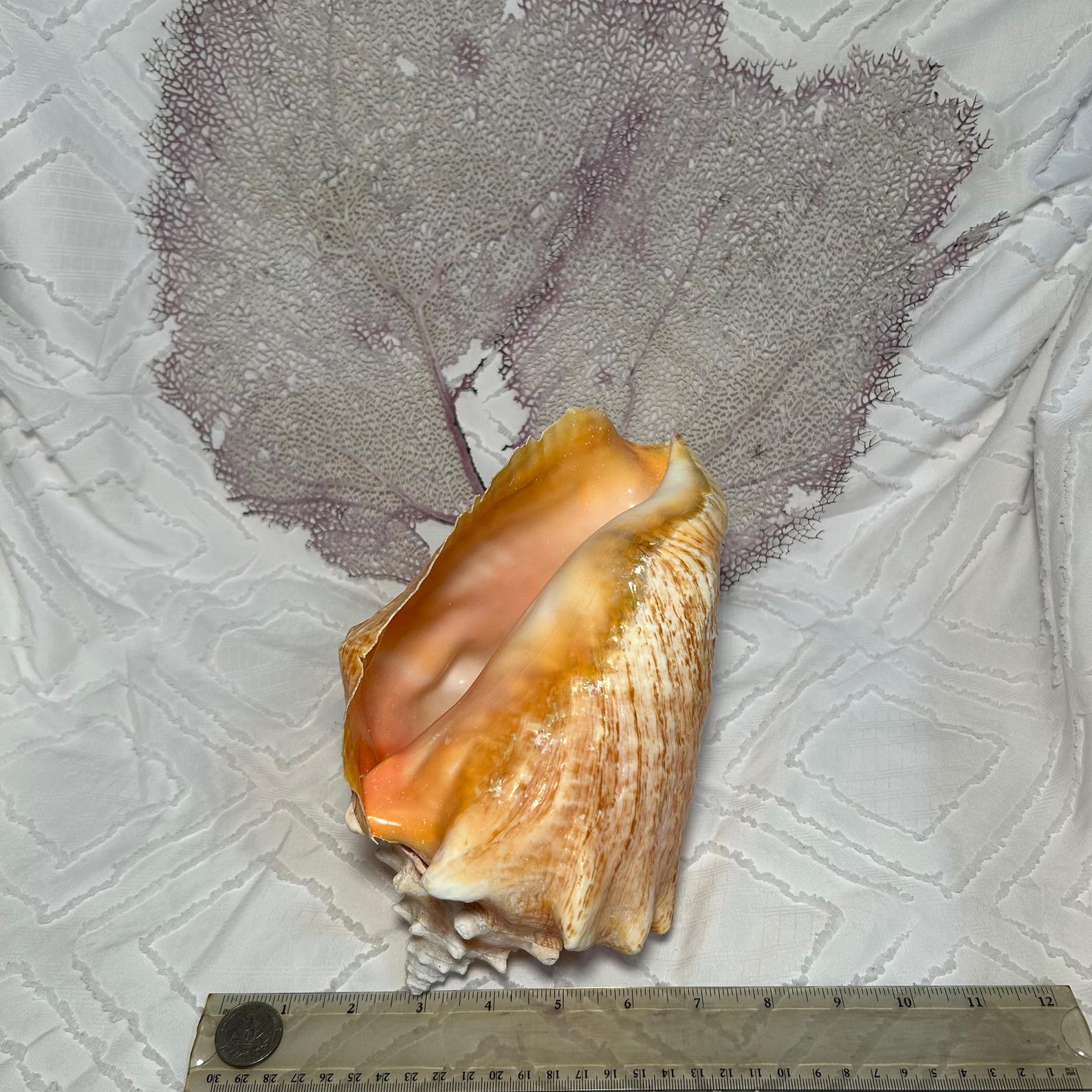 Queen Conch - Home Decor - Conch Shell Display - Natural Conch Shell - Etsy