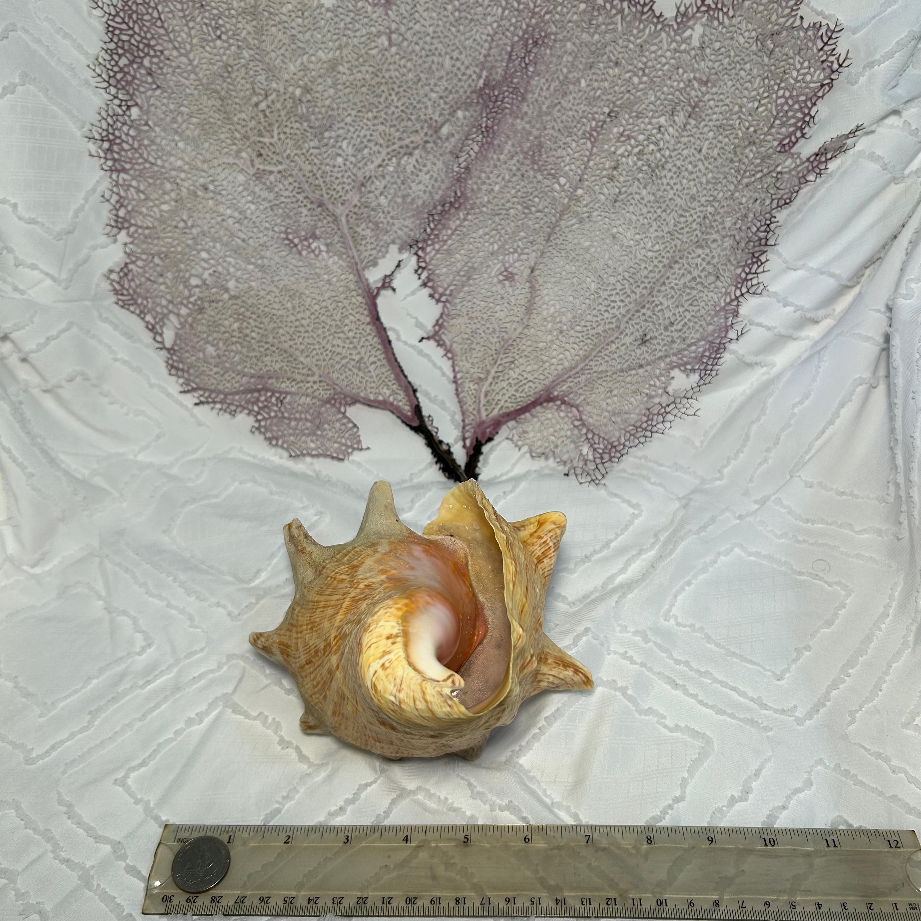 Queen Conch - Beach Home Decor - Conch Shell Display - Natural Conch ...
