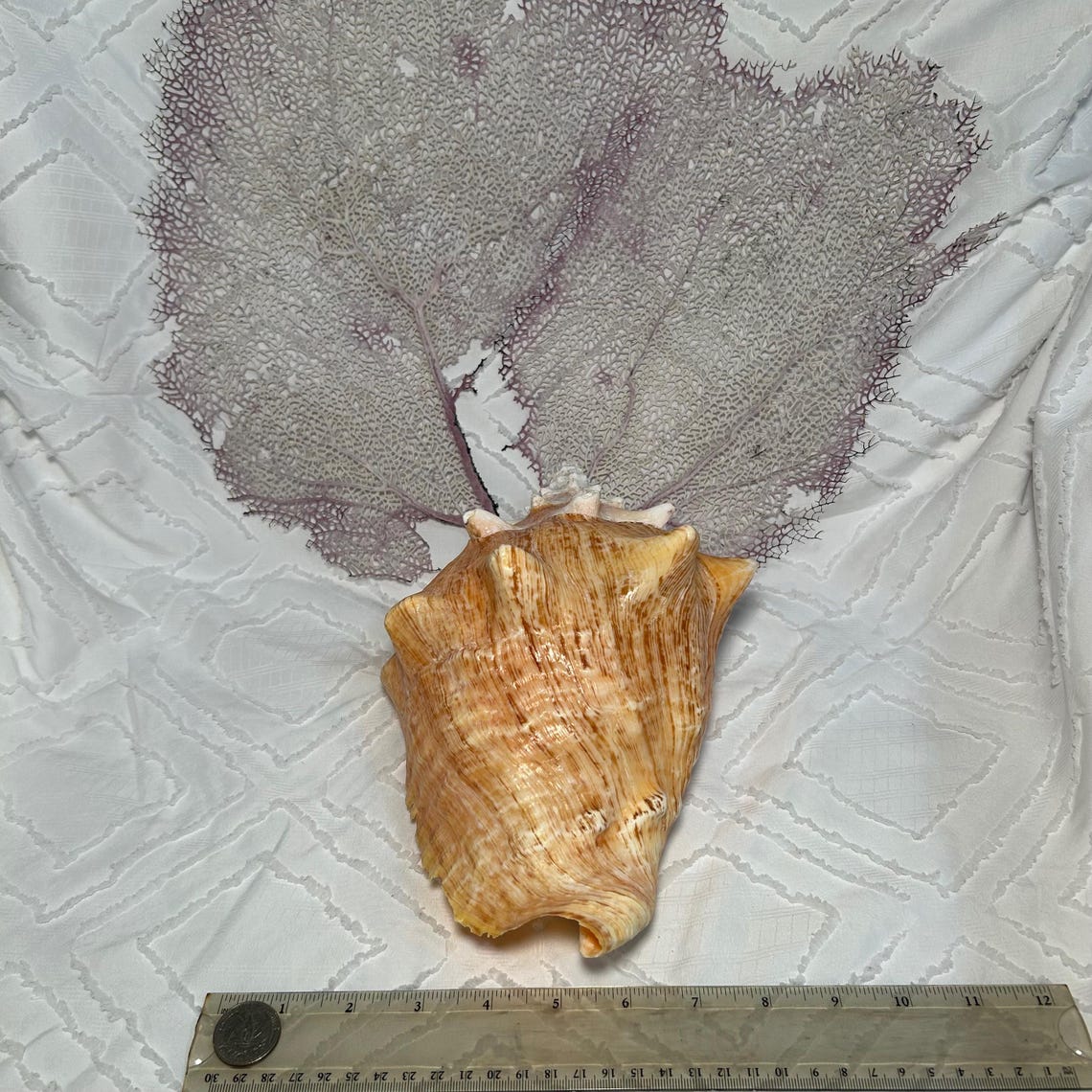 Queen Conch - Home Decor - Conch Shell Display - Natural Conch Shell - Etsy