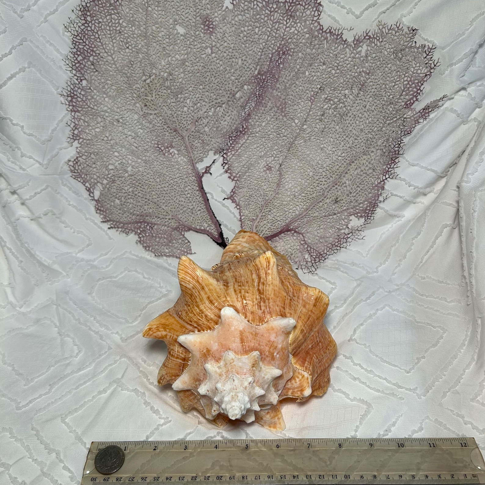 Queen Conch - Home Decor - Conch Shell Display - Natural Conch Shell - Etsy