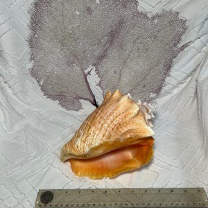 Queen Conch - Home Decor - Conch Shell Display - Natural Conch Shell - Etsy