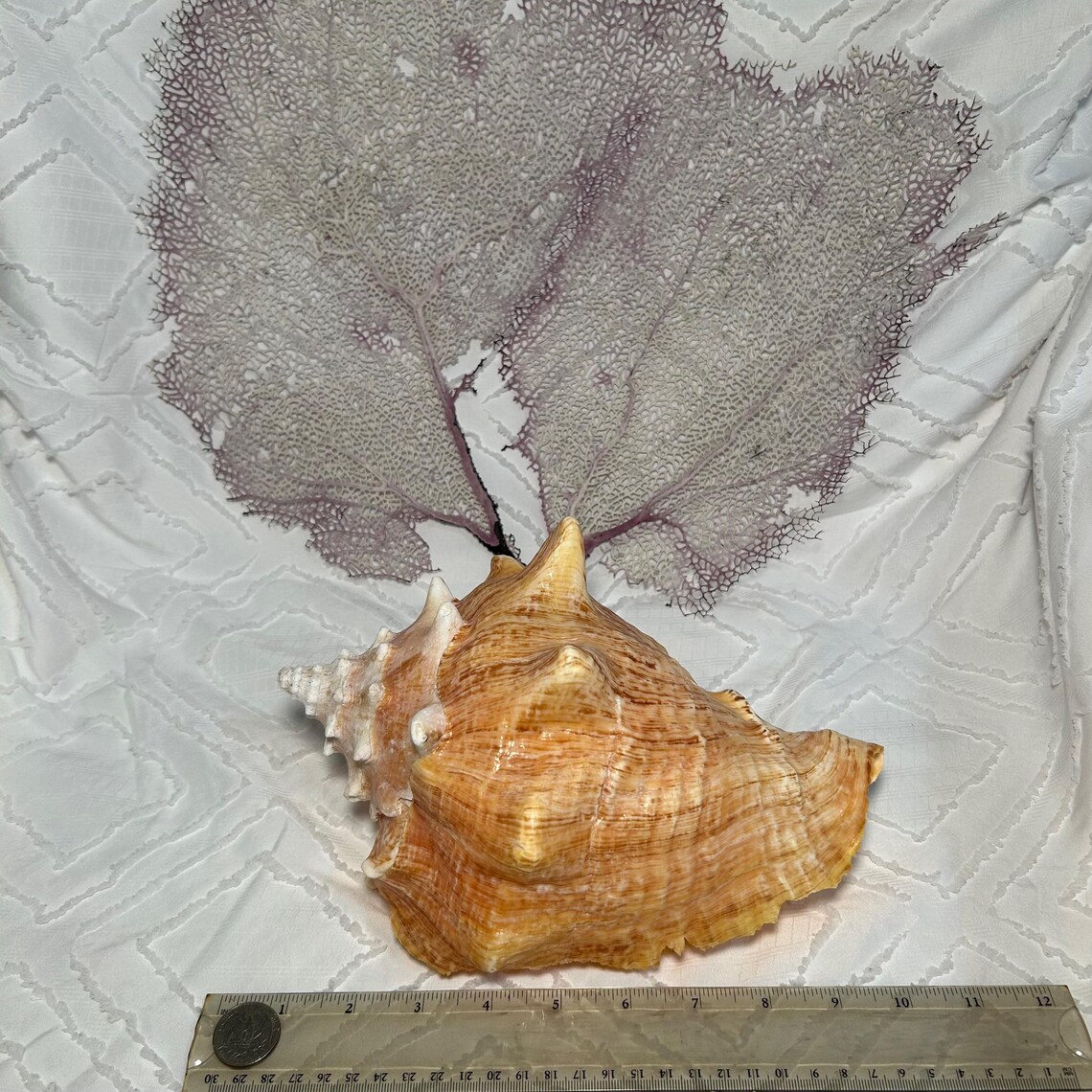 Queen Conch - Home Decor - Conch Shell Display - Natural Conch Shell - Etsy
