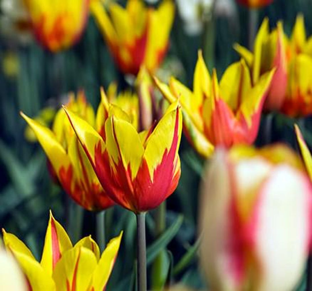 5 'fire Wings' Tulip Bulbs! Fall Planting for Spring Blooms! Free ...