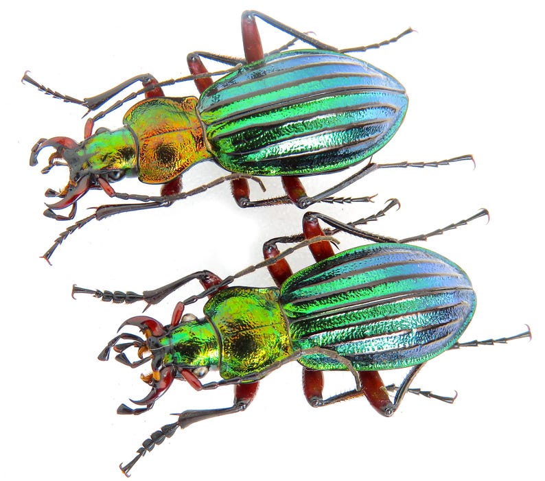 Rare Carabus Auronitens Escheri N. Laevipennis, Alpine Blue Form ...