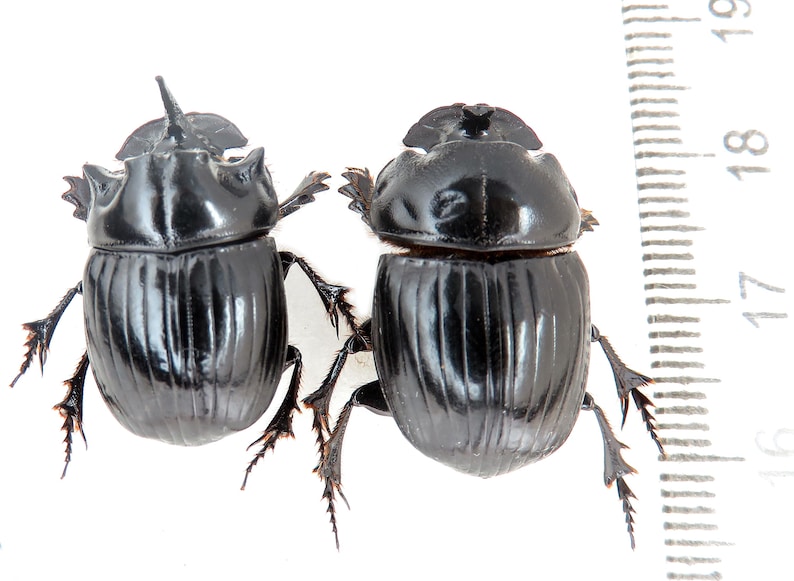 Copris Lunaris, Cetoniinae, Scarab Beetle, Scarabaeinae, Taxidermy ...