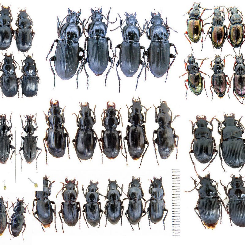 Beetle Collection - Etsy