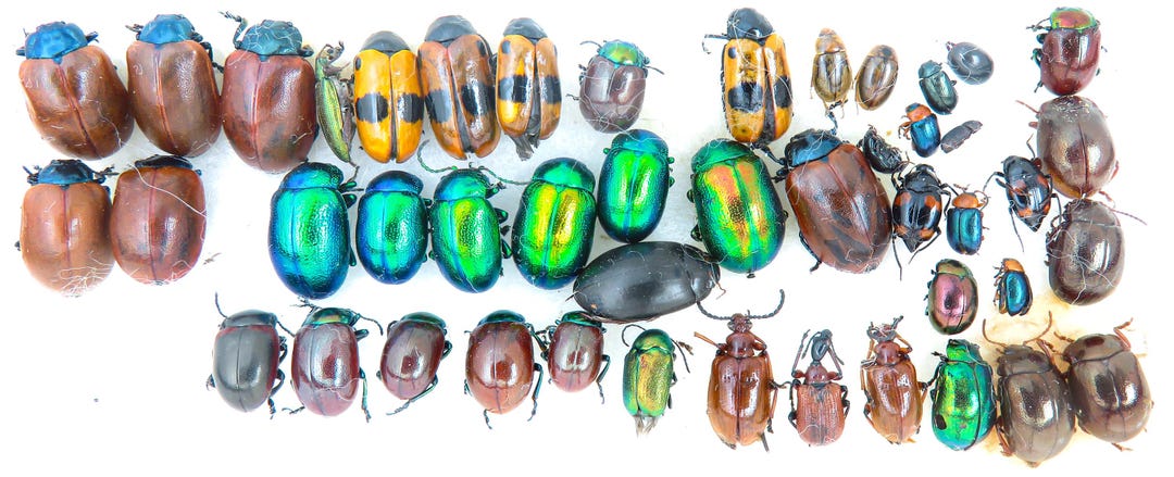 Chrysomelidae Mix. Leaf Beetle, Insects, Insekten Entomological ...