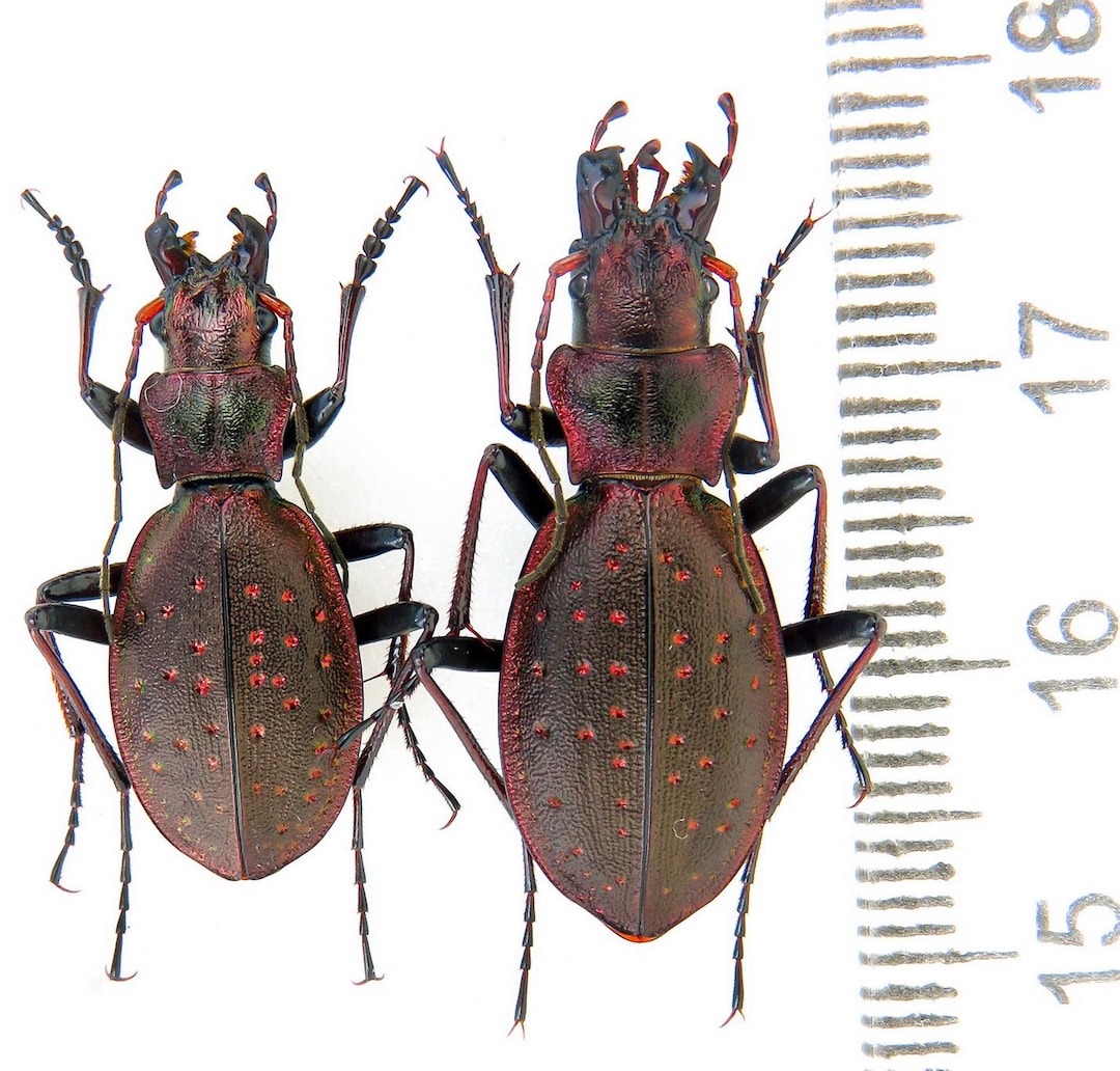 Carabus (platycarabus) Irregularis Montandoni, Rare Charismatic Beetle ...