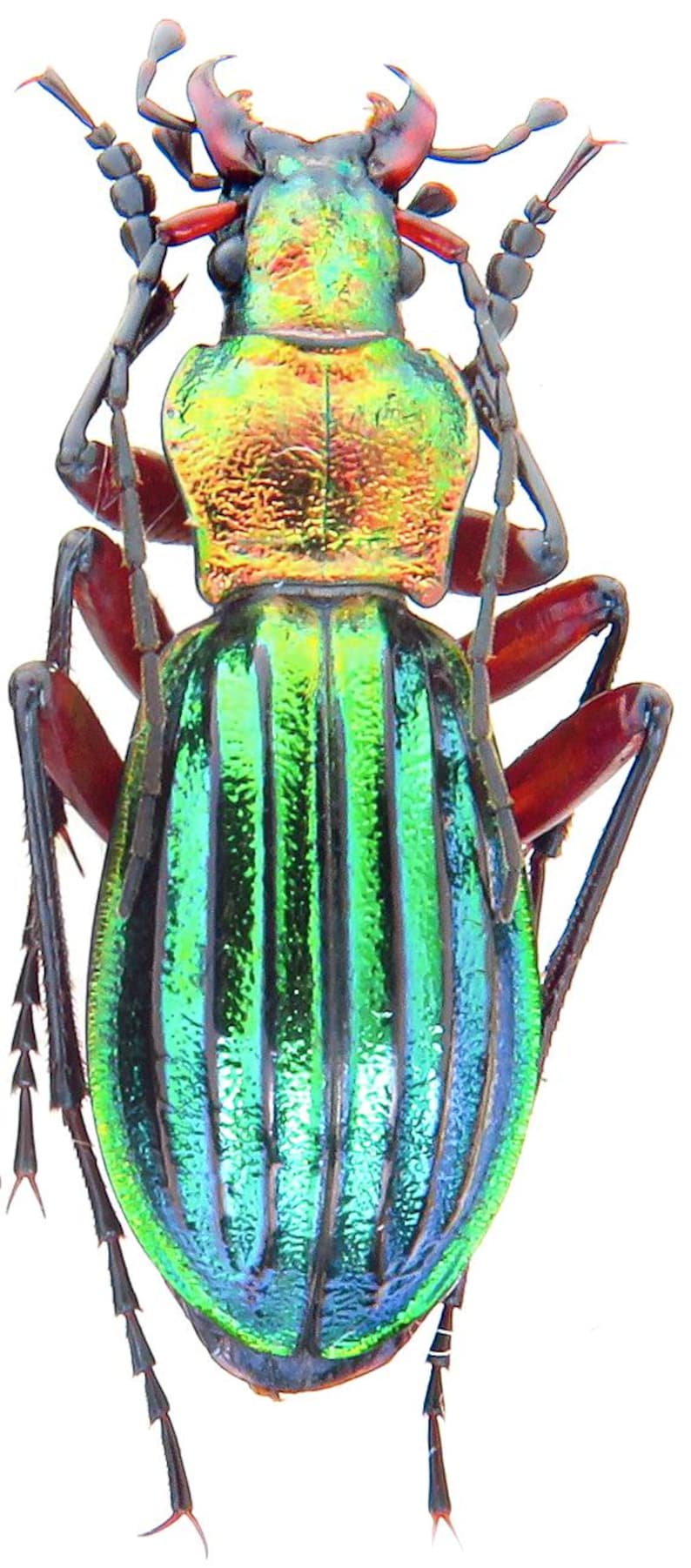 Rare Carabus Auronitens Escheri N. Laevipennis, Alpine Blue Form ...