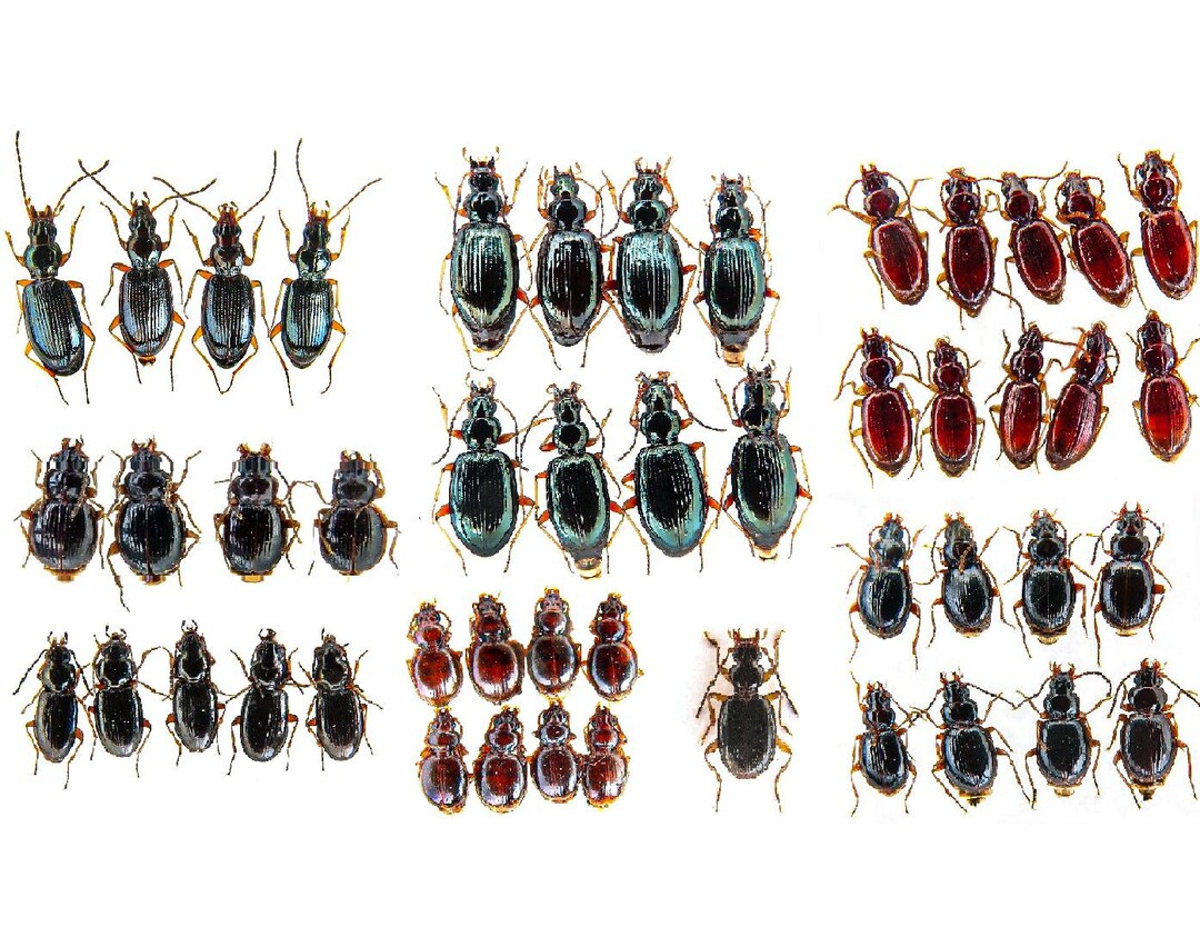 Carabidae MIX, Trechus, Rare Insects, Collection for Professionals ...