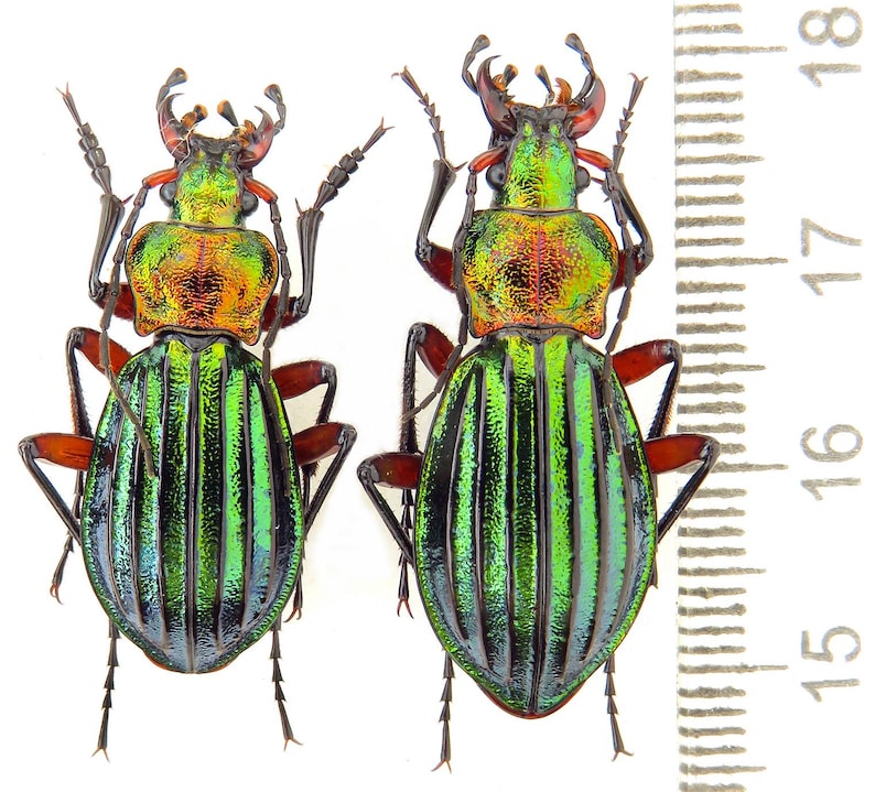 Rare Carabus Auronitens Escheri N. Laevipennis, Alpine Blue Form ...