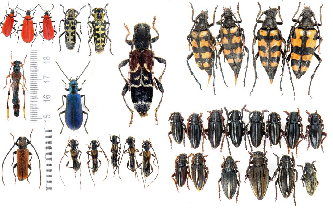 Cerambycidae Mix Insects Carabus Beetles Rare Dried Insects, Entomology ...