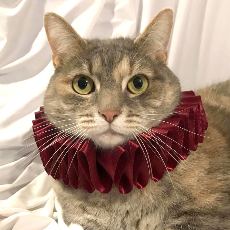 Edwardian Cats - Etsy